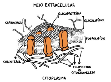 resumo de Citoplasma, Resumos Biologia