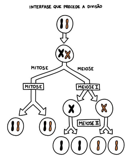 Comparando a Mitose e a Meiose - Me Salva! Resumos e Apostilas