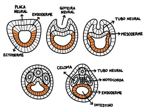 Organogênese: a Origem Dos Órgãos No Embriões - Me Salva! Resumos e ...